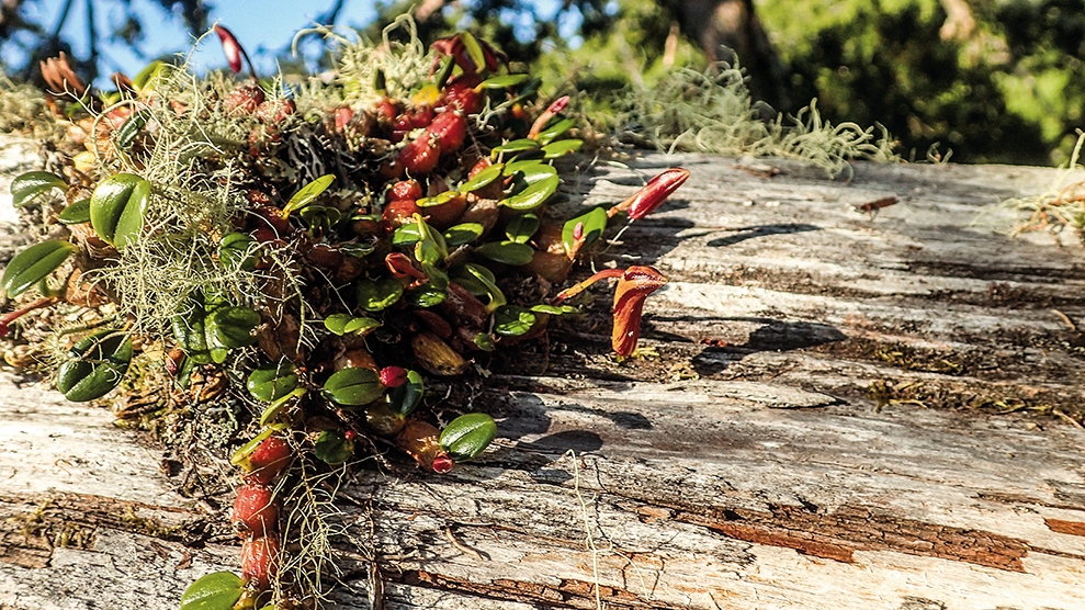 Seeing the Forest and the Trees Taiwan's Tree Researchers and Forestry ...